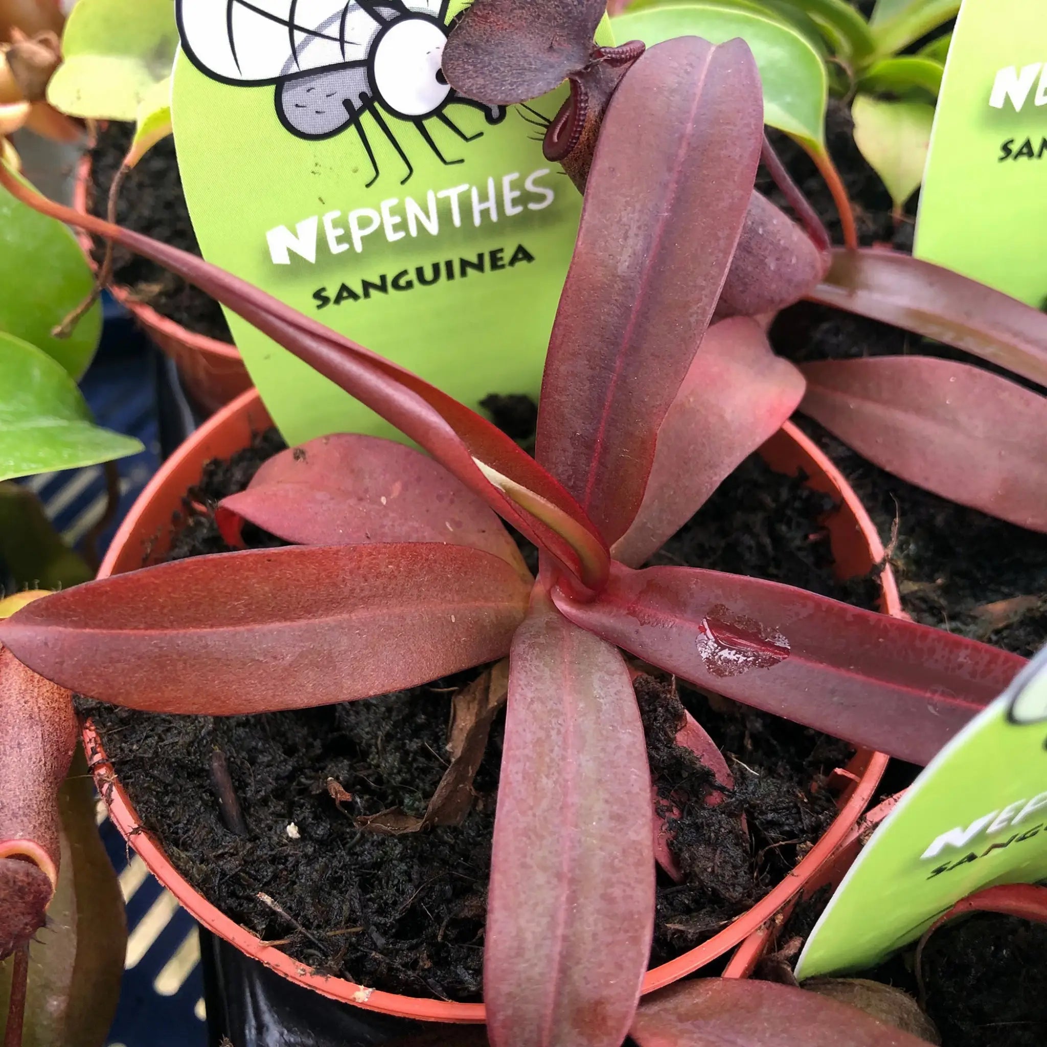 Buy Live Plant Carnivorous Collection - 6 Assorted Plants Online at £43.69