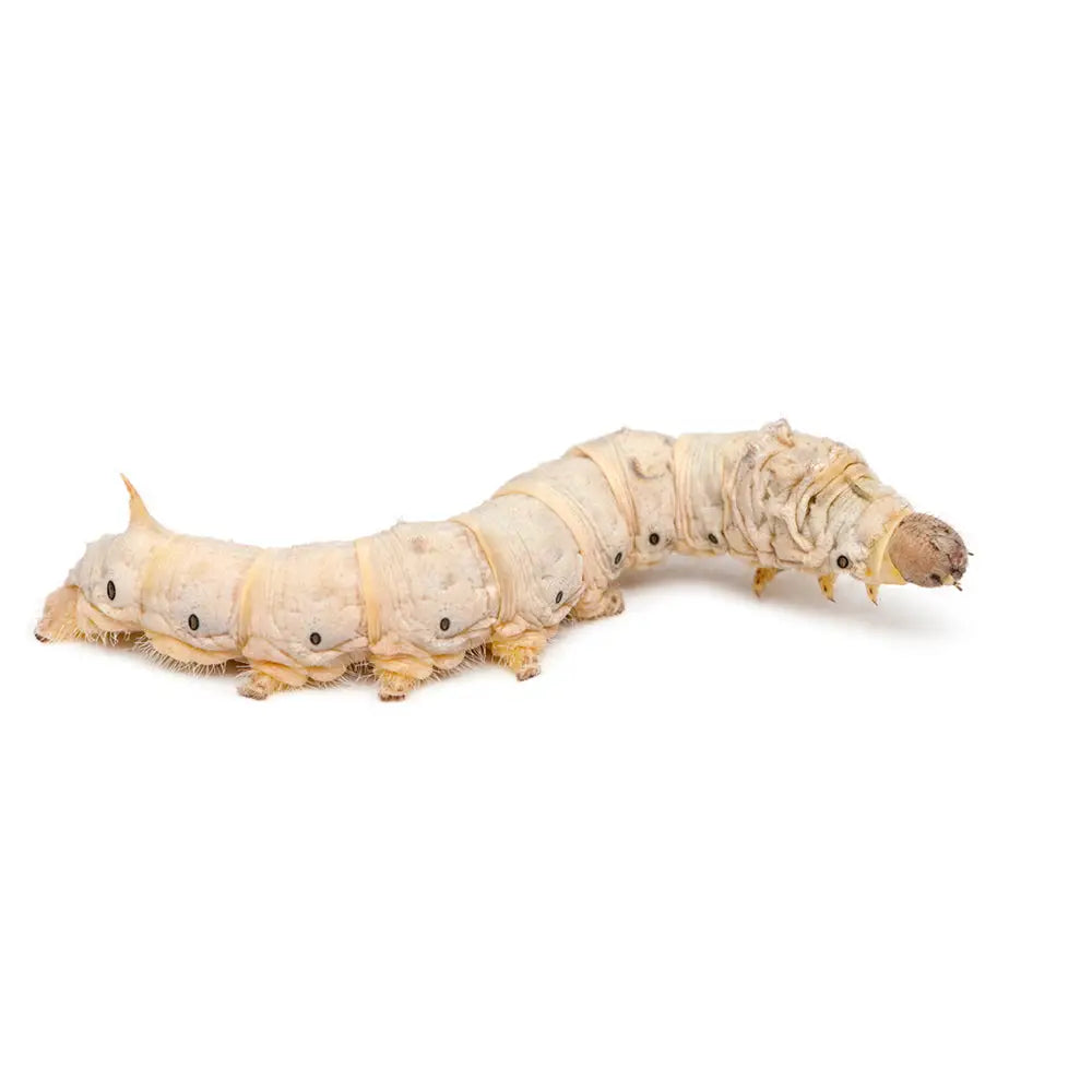 Premium Silkworms for Reptiles + Next Day UK - Reptile Centre