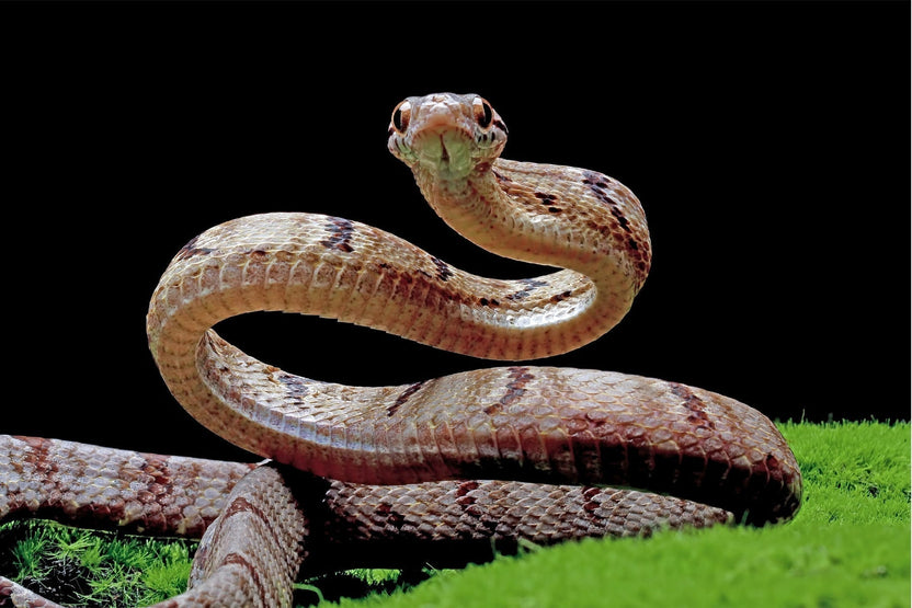 Types of Snakes: Popular Species, Families & Traits – Northampton ...
