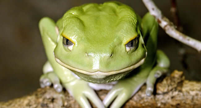 Waxy Monkey Tree Frogs in Captivity: Care Tips