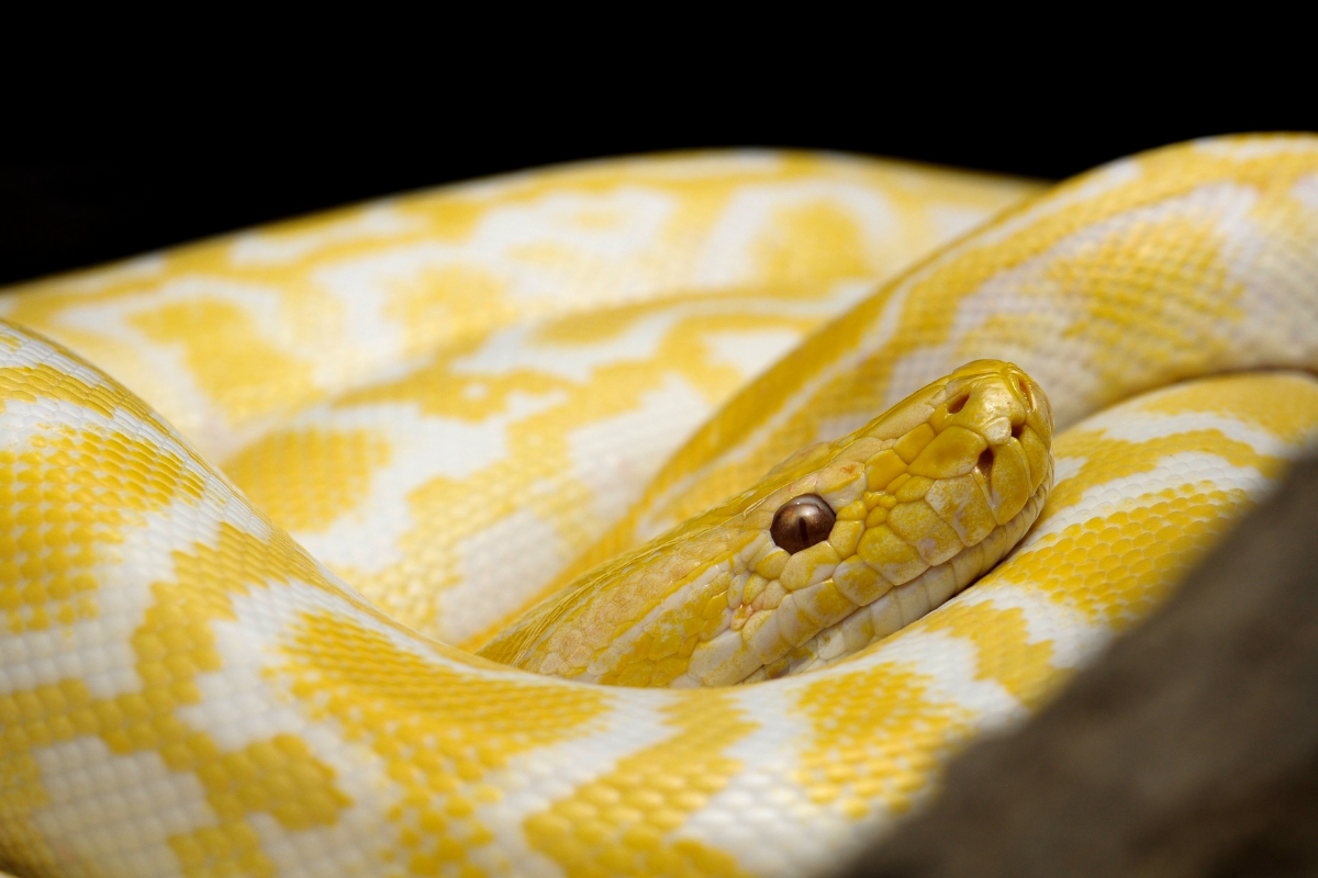 Frozen Snake Food: Premium Prey + Next Day Delivery - Reptile Centre