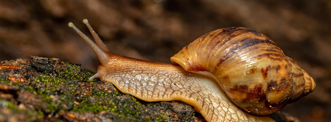 African Land Snail Care Sheet – Northampton Reptile Centre