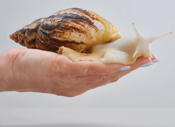 African Land Snail Care Sheet – Northampton Reptile Centre