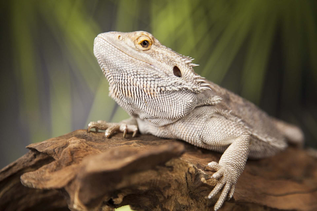 Northampton Reptile Centre: Reptile Supplies | Live Food | Vivariums
