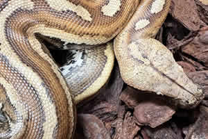 Pet Animals for Sale at Northampton Reptile Centre