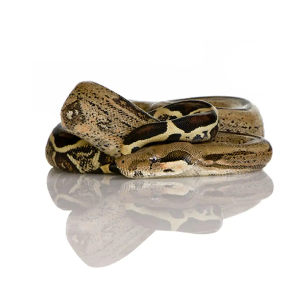 Buy Boa Setup Online