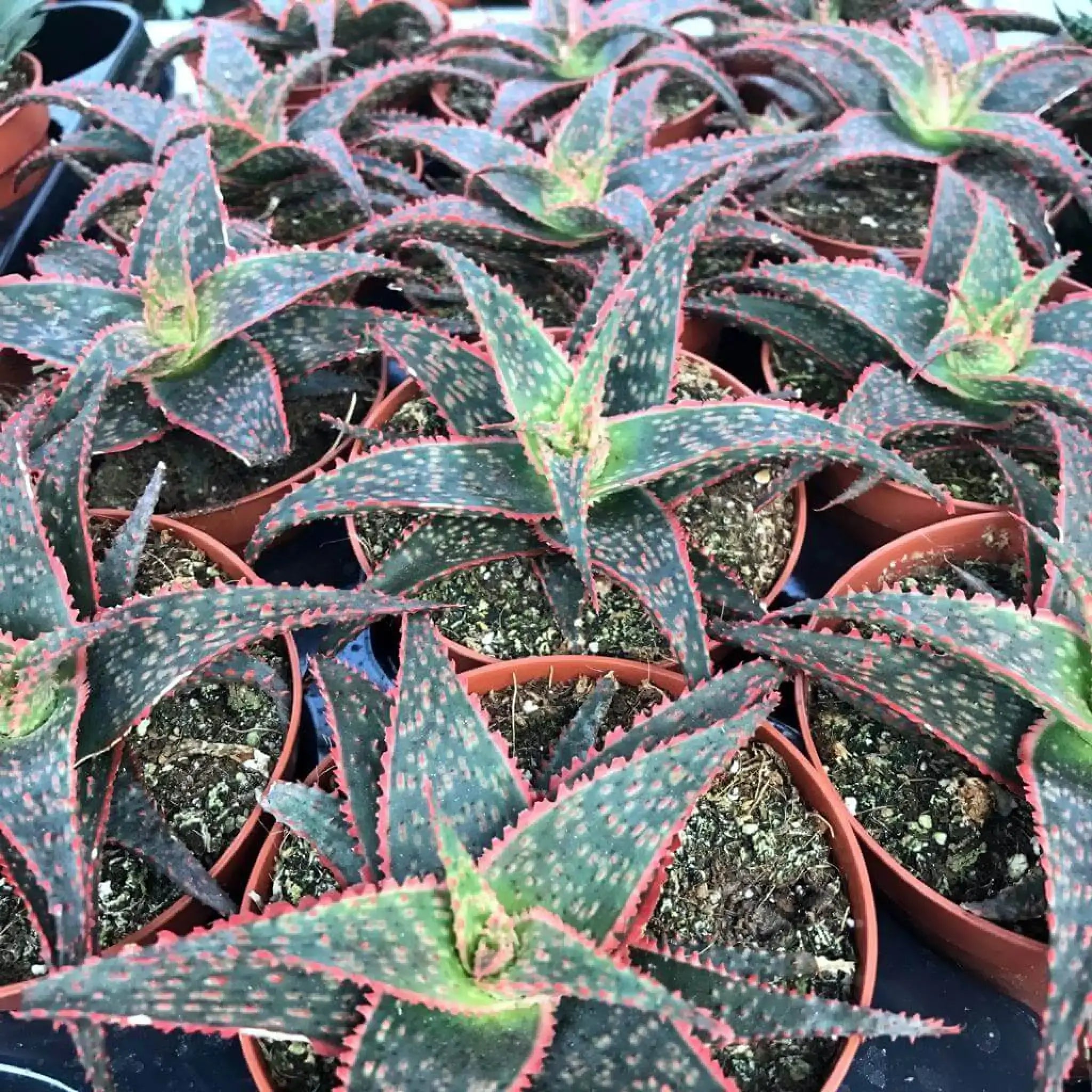 Buy Christmas Carol (Aloe 'hybrid') Online at £5.69