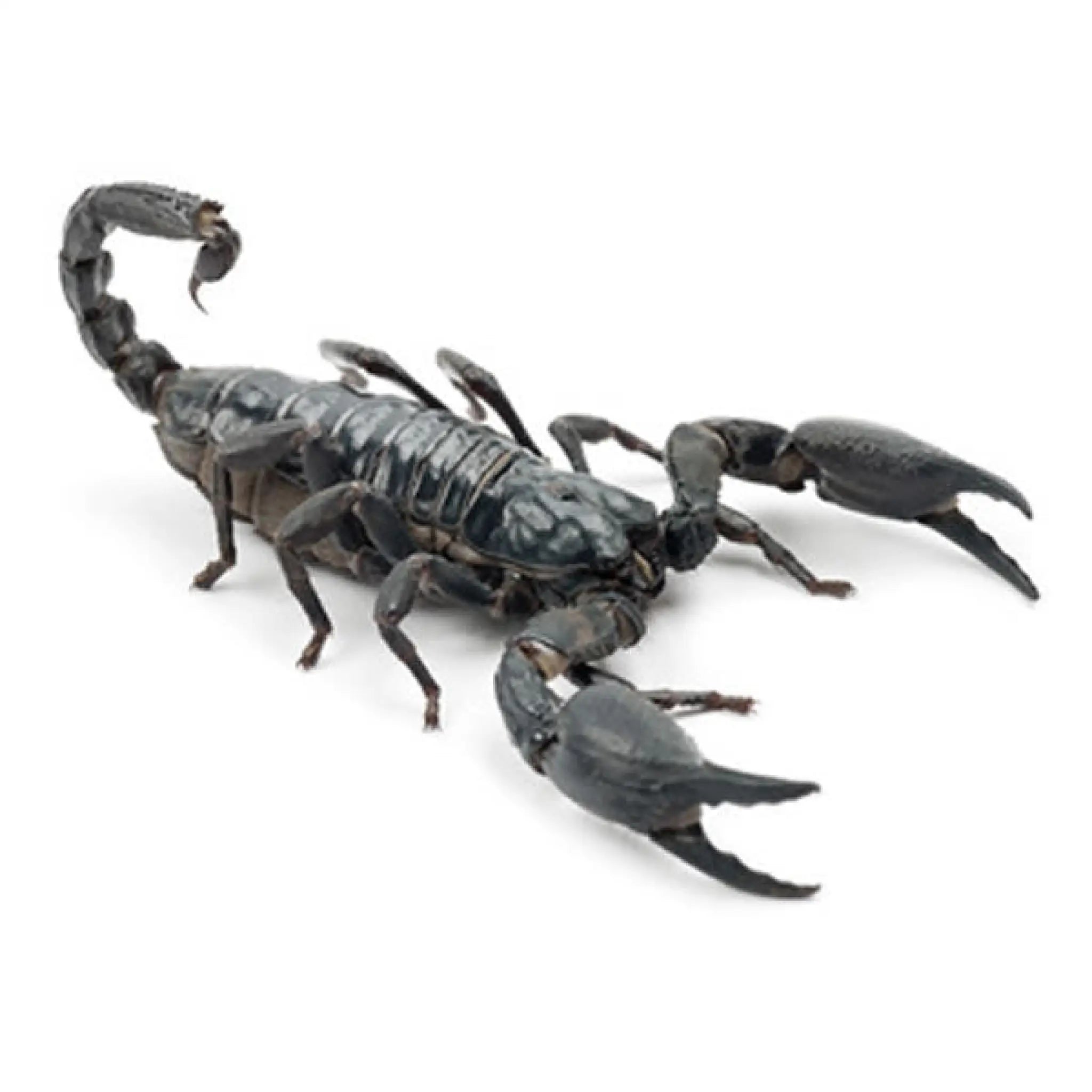 Buy Emperor Scorpion Setup Online
