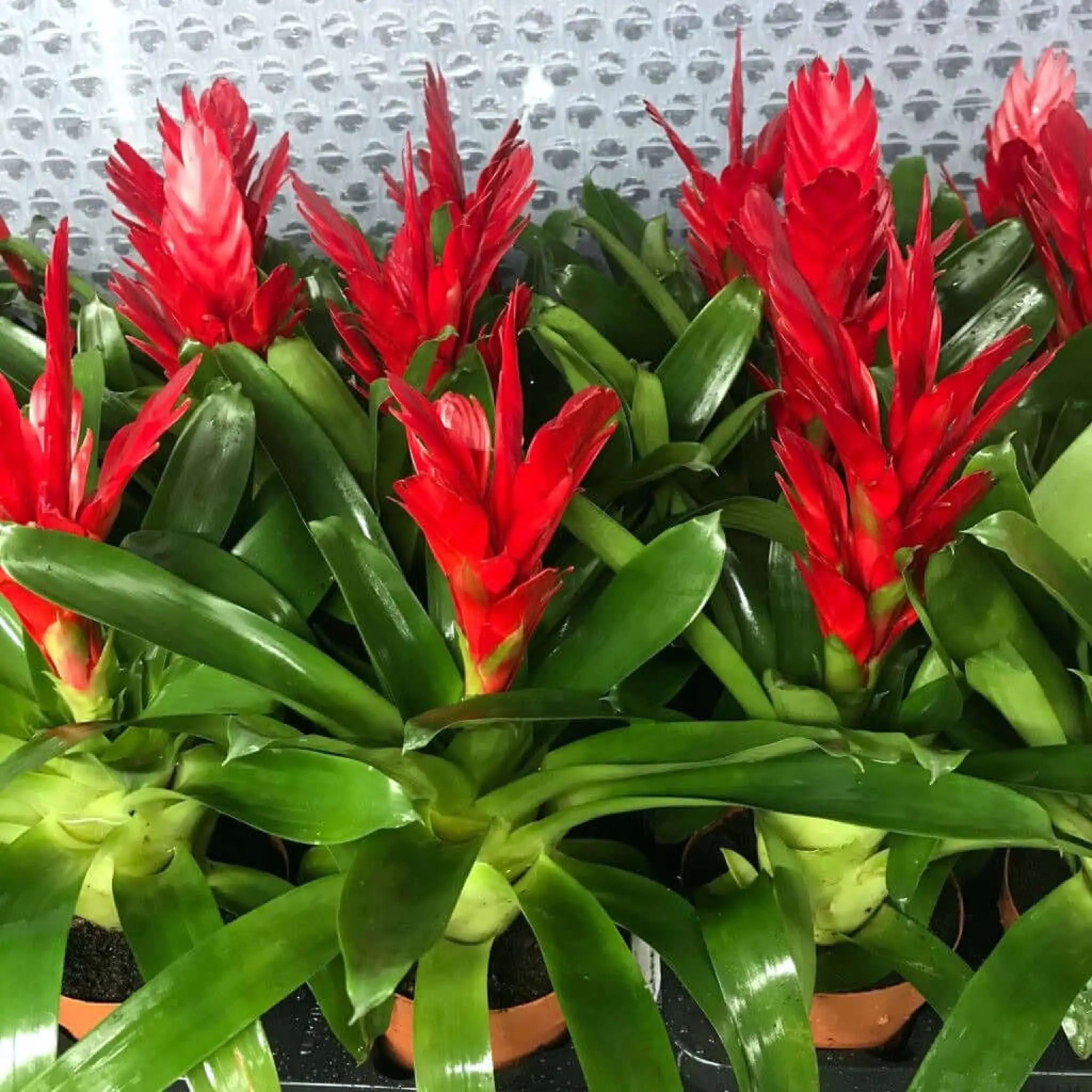 Buy Flaming Sword Bromeliad (Vriesea splenriet) Online at £18.99