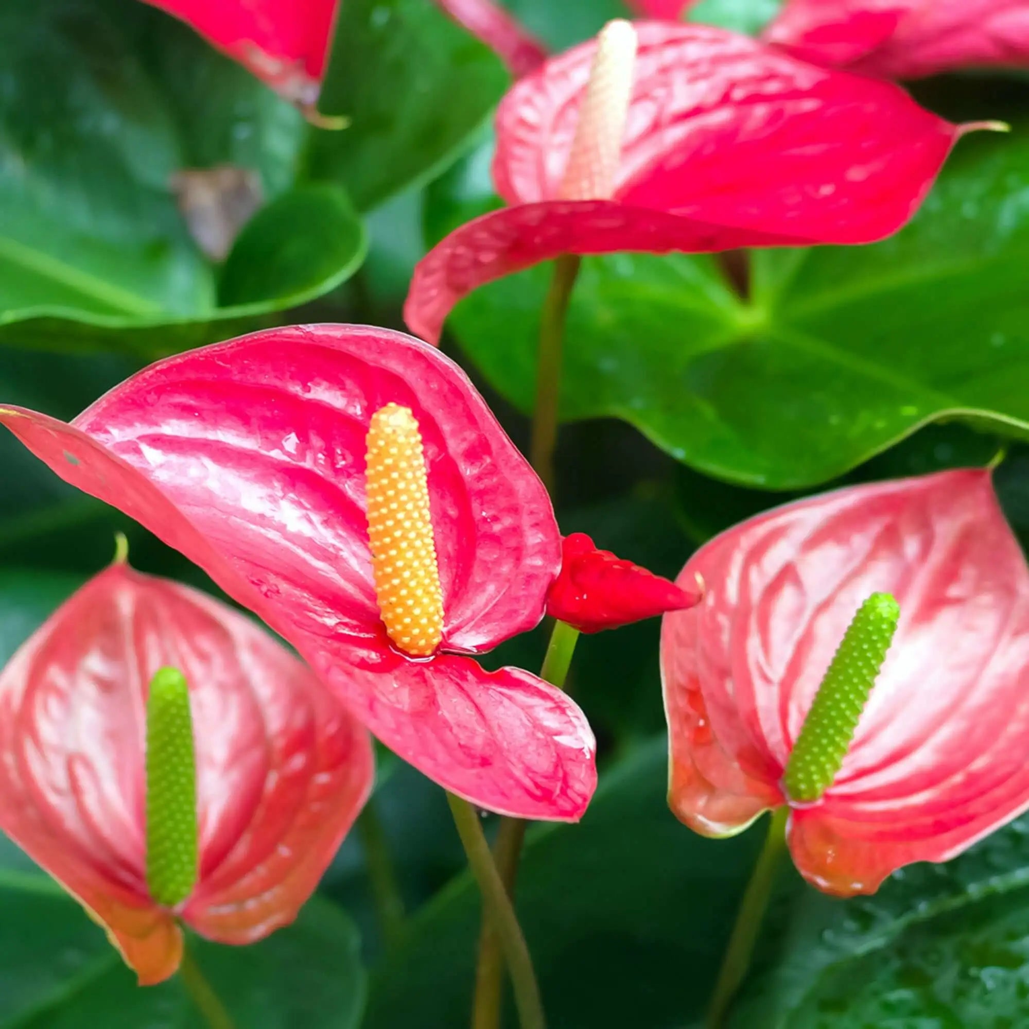 Flamingo Flower (Anthurium sp.) | Reptile Centre – Northampton Reptile ...