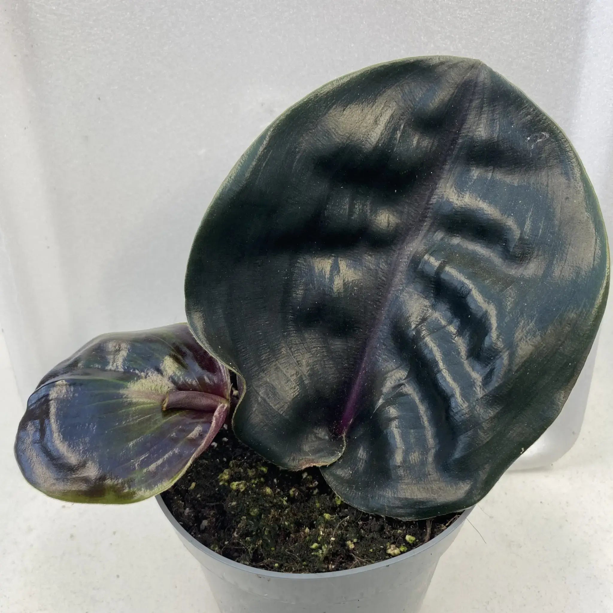 Buy Geo Plant (Geogenanthus ciliatus) 'Midnight Pearl' Online at £14.99