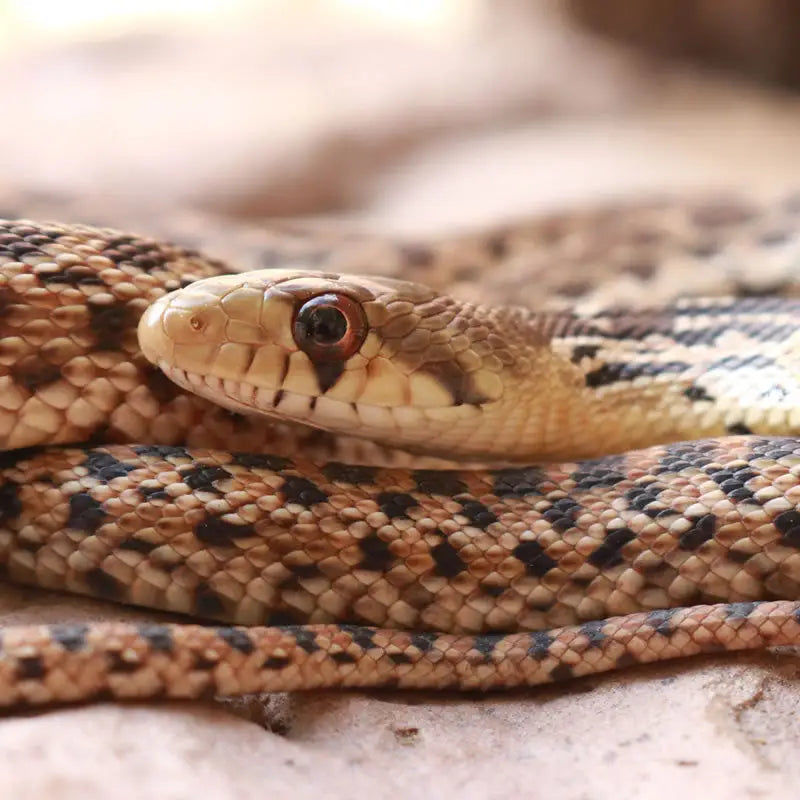 Gopher Snake Setup – Northampton Reptile Centre
