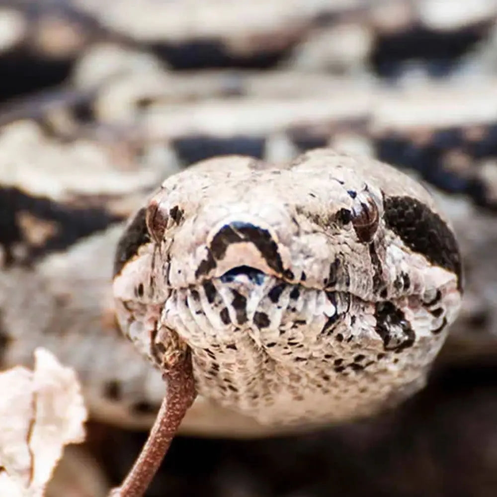 Buy Hogg Island Boa Setup Online