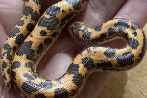 Kenyan Sand Boa Care: Diet & Handling Guide - Reptile Centre ...