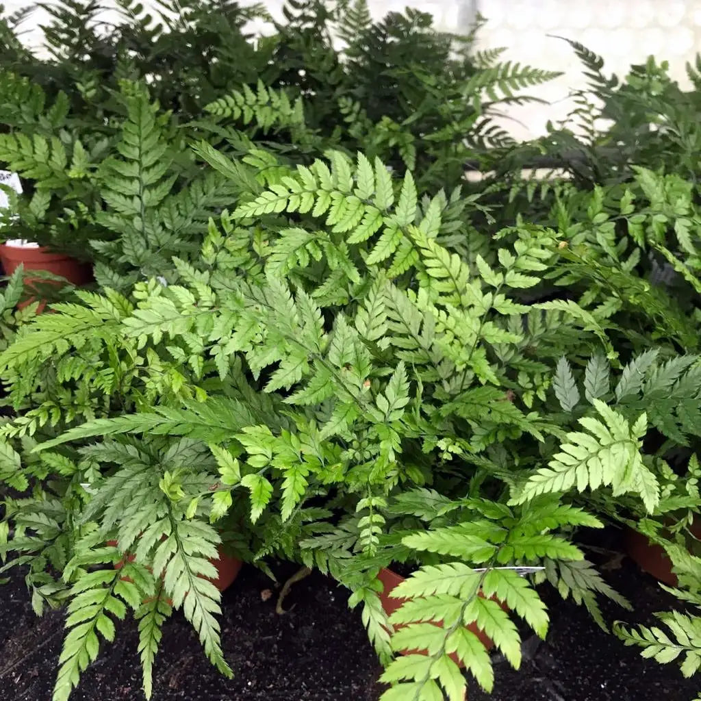 Buy Korean Rock Fern (Polystichum tsus-simense) Online at £9.99