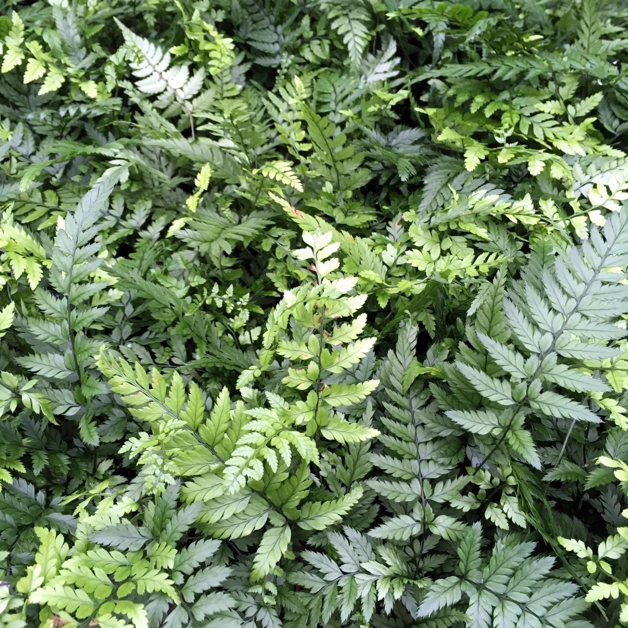 Buy Lady Fern (Athyrium sp) Online at £5.69