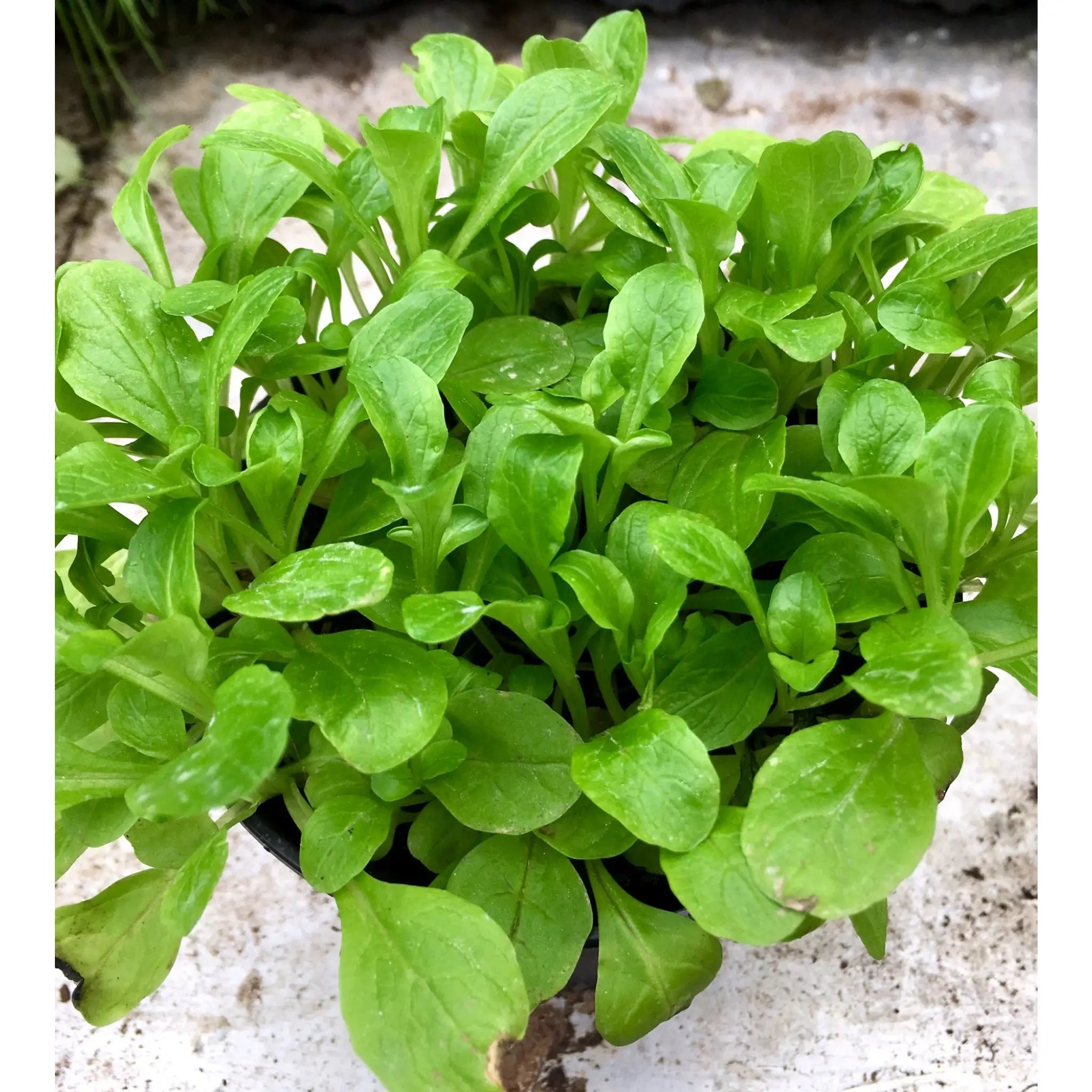 Buy Live Food Plant Lambs Lettuce Online at £5.39