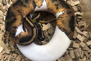 Animals at Northampton Reptile Centre