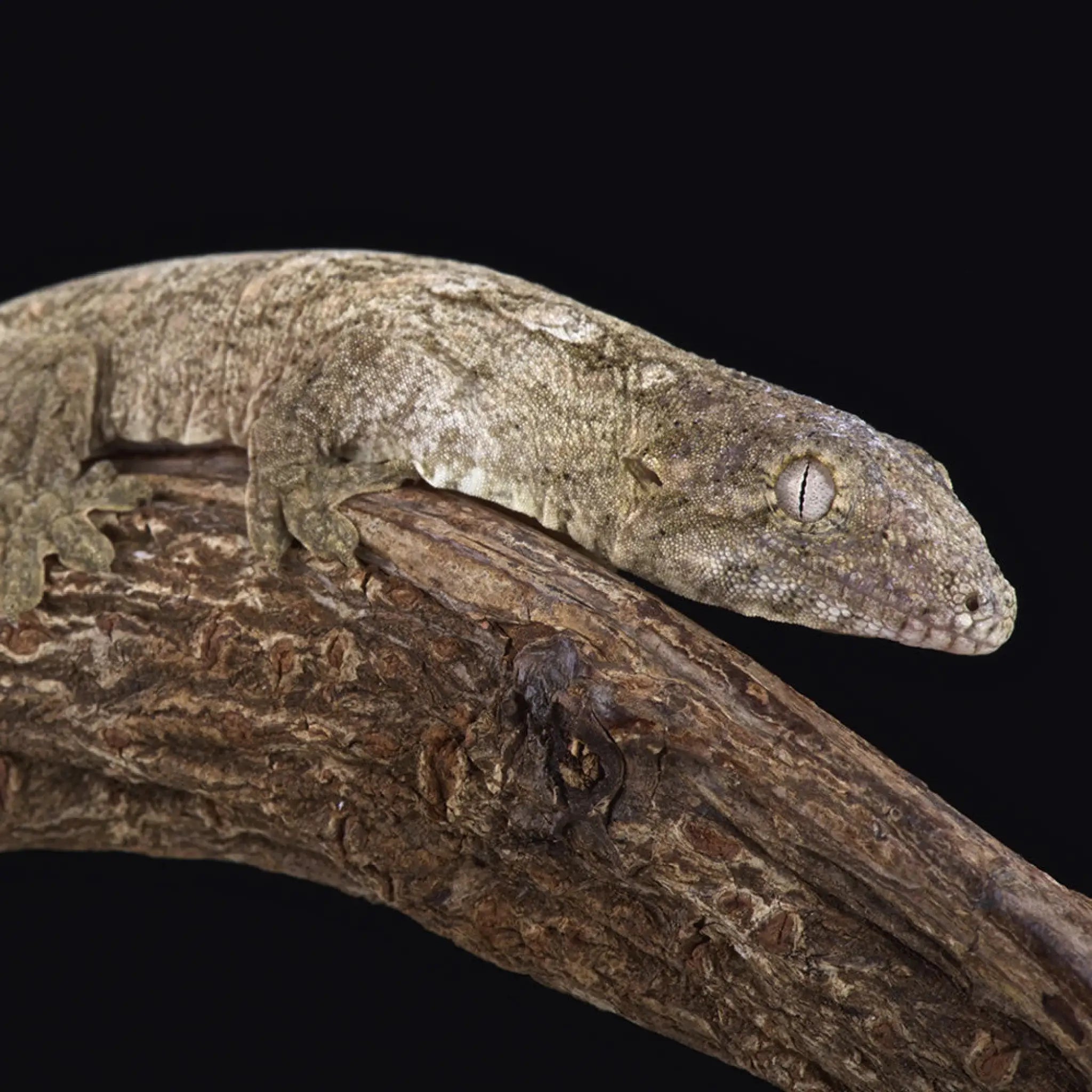 Buy New Caledonian Giant Gecko Setup Online