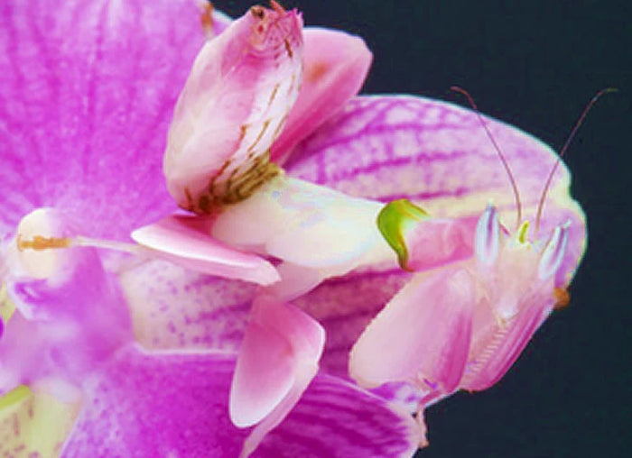 Orchid Mantis Care: Nature's Ultimate Camouflage - Reptile Centre ...