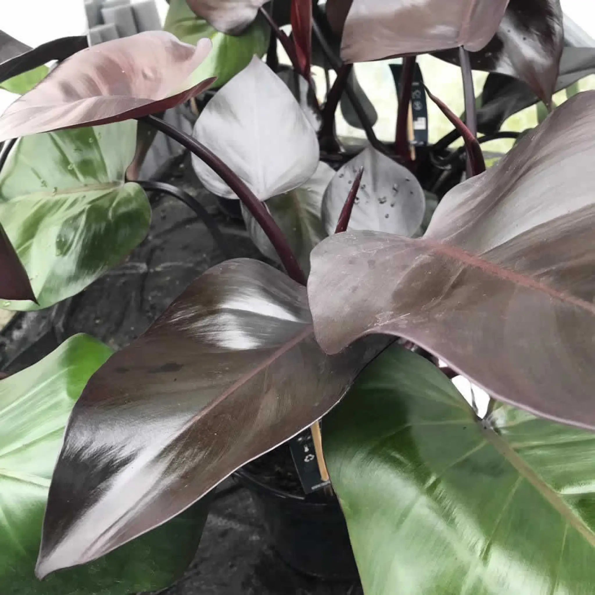 Buy Philodendron 'Purple Congo' Online at £85.49