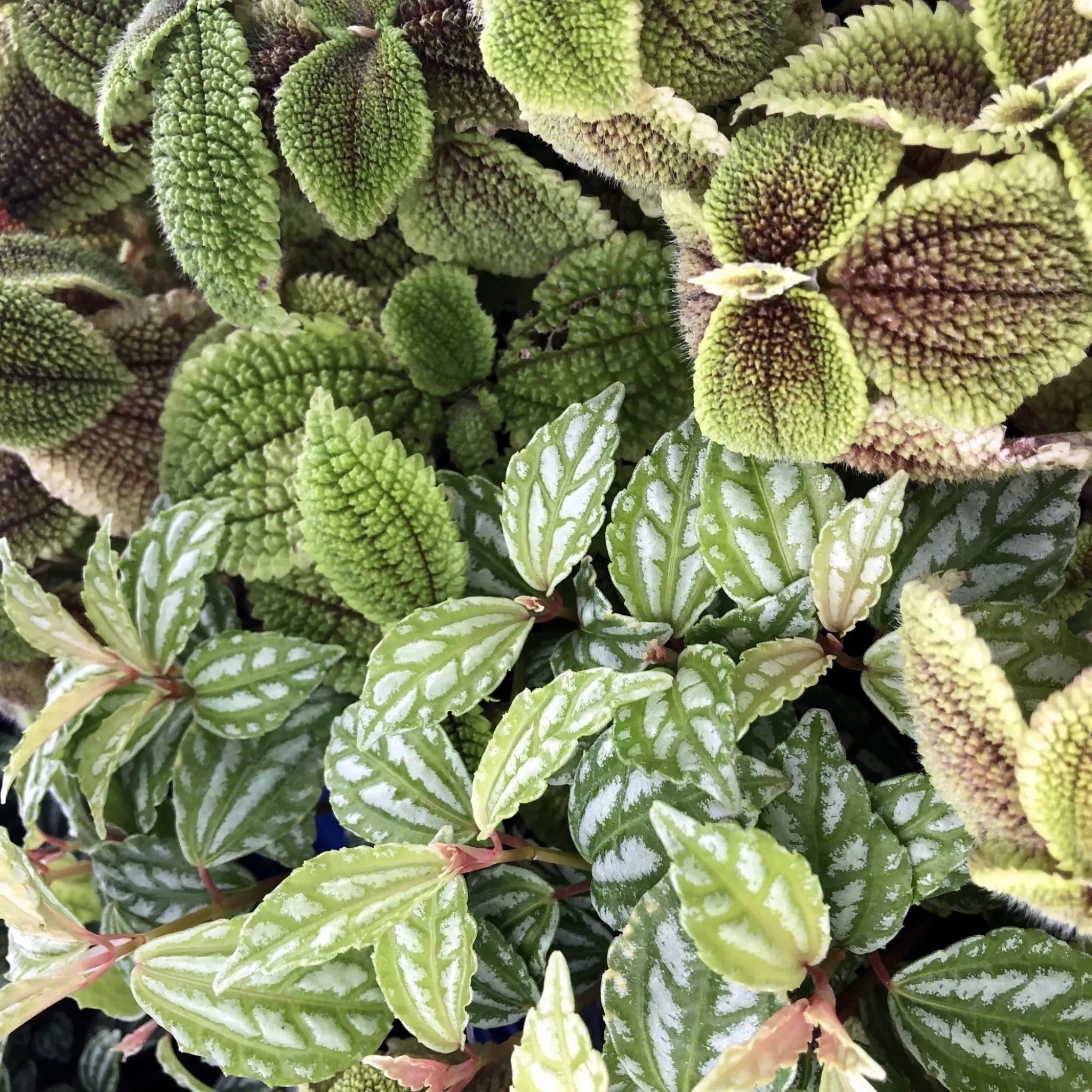 Buy Pilea pinokkio Online at £3.79