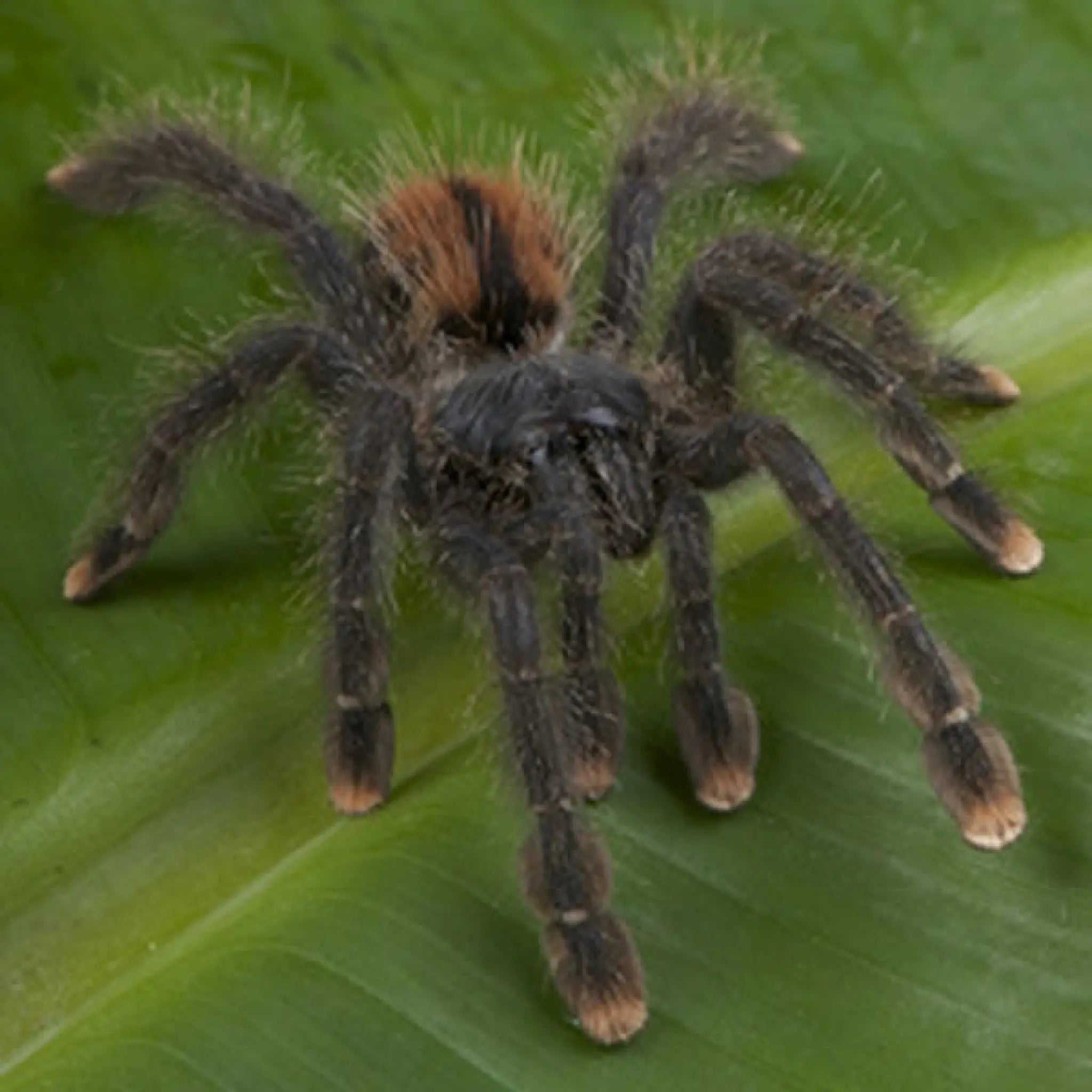 Buy Pinktoe Tarantula Setup Online