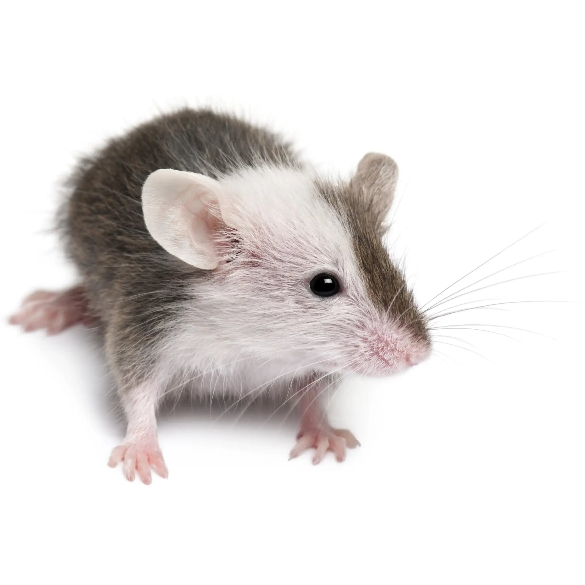 PLT Frozen Mice Small/Medium 15g+ | Reptile Centre – Northampton ...