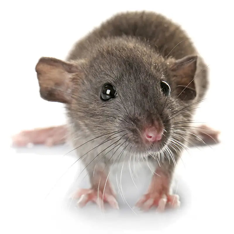 Buy PLT Frozen Rats Weaner Small 30g+ Online at £19.69