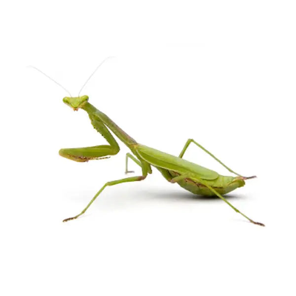 Praying Mantis Setup – Northampton Reptile Centre