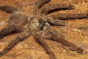 Pet Animals for Sale at Northampton Reptile Centre