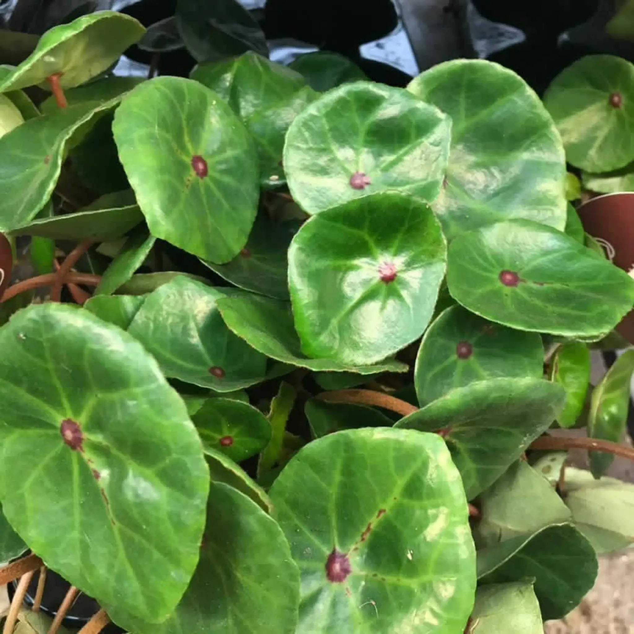 Buy Red Ruby Begonia (Begonia conchifolia) Online at £8.59