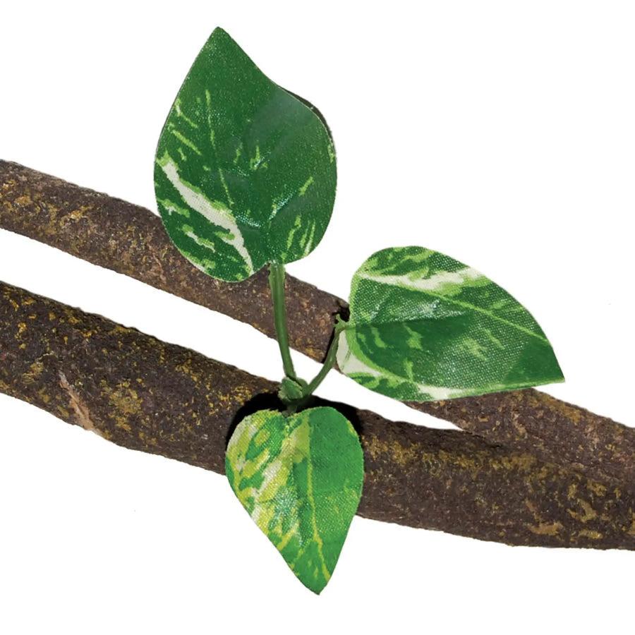 Buy Vines and Branches Online | Reptile Centre