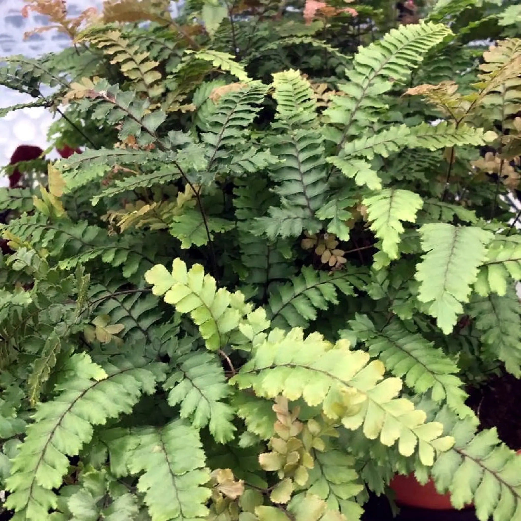 Buy Rough Maidenhair Fern (Adiantum hispidulum) Online at £8.59