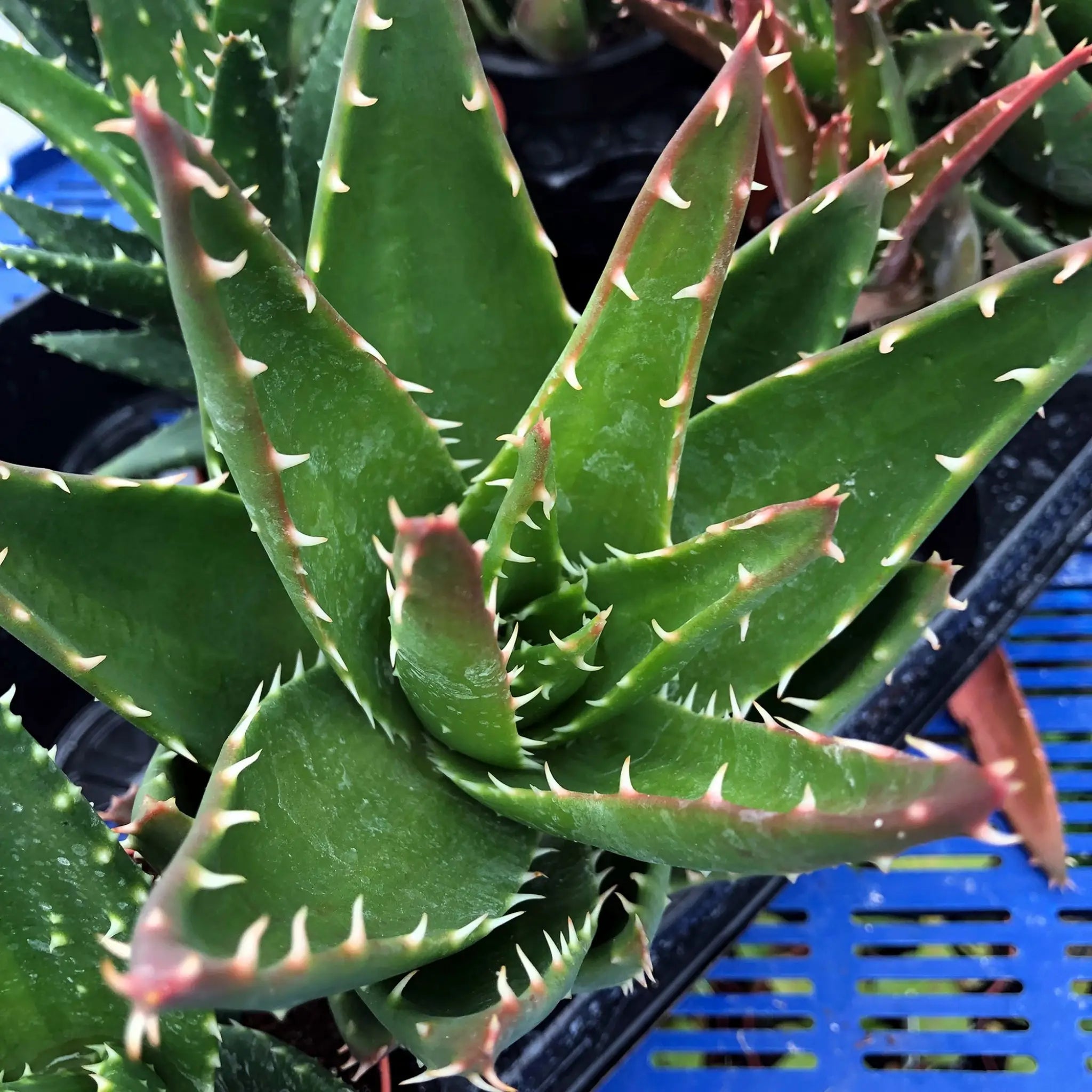 Buy Short-Leaf Aloe (Aloe brevifolia) Online at £3.79