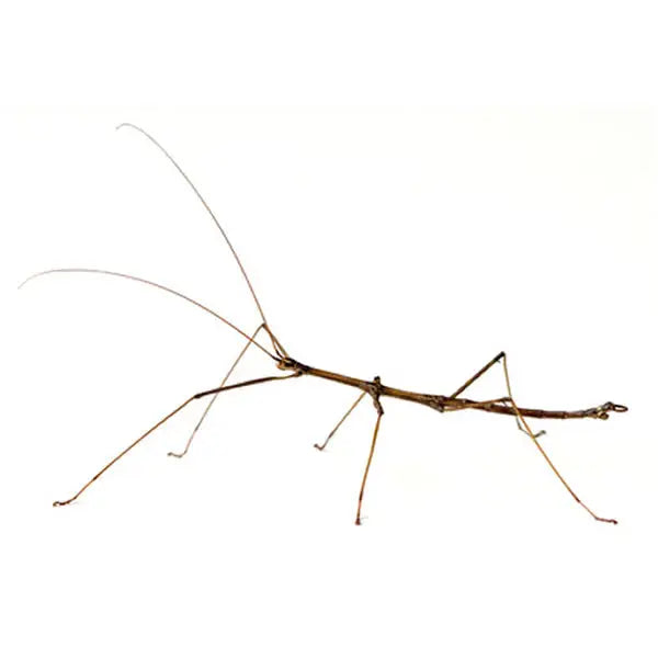 Stick Insect Setup: Complete Starter Kit - Reptile Centre – Northampton ...