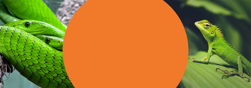 Northampton Reptile Centre: Reptile Supplies | Live Food | Vivariums