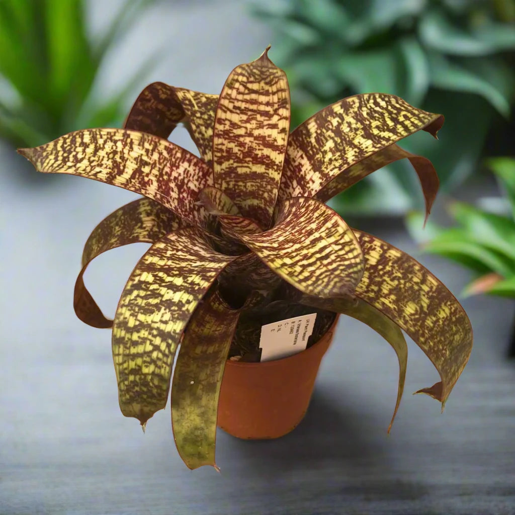 Buy Vriesea 'Red Chestnut' (Vriesea fosteriana) Online at £9.49